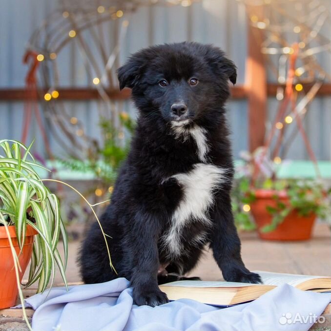 Замечательный мальчишка Ритм ищет семью