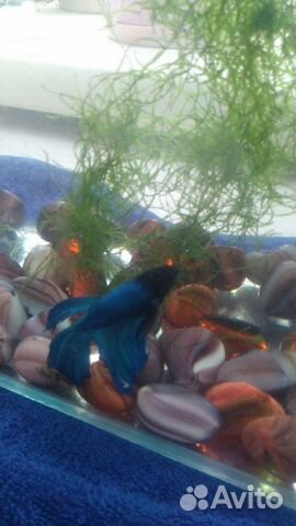 Рыбка Петушок,два аквариума