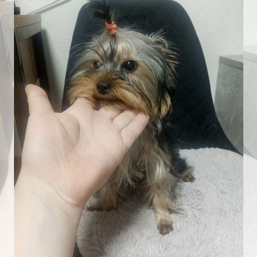 Йоркширский терьер, щенок