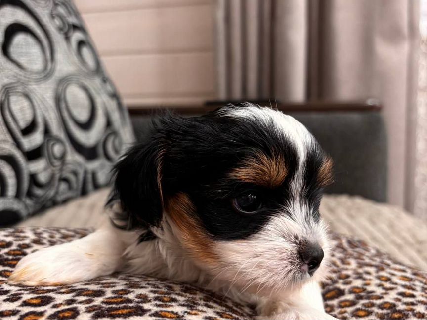 Щенки бивер йорка