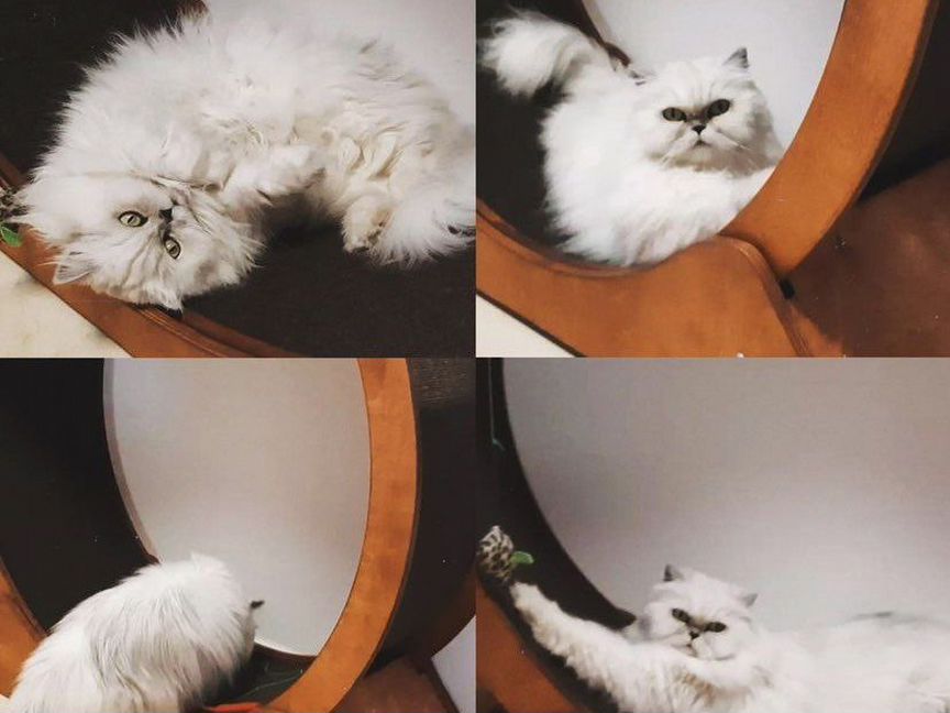 Беговое колесо для кошек