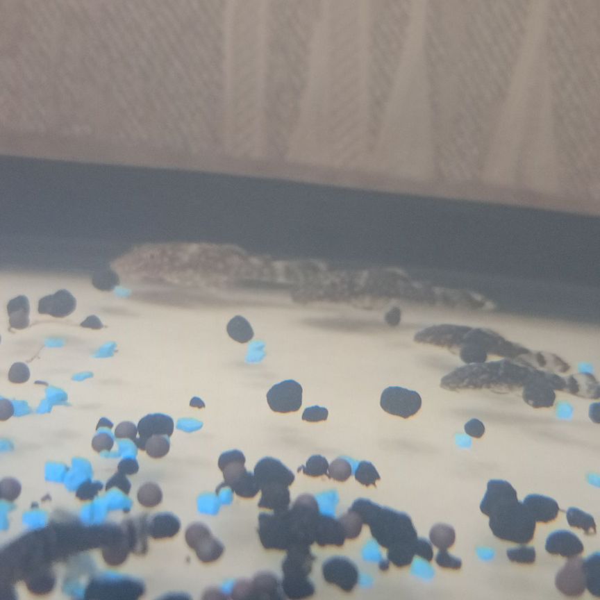 Сомики присоски