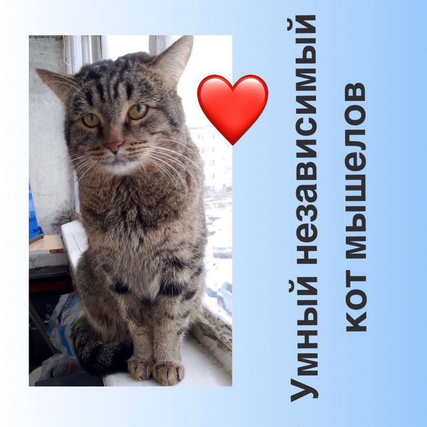 Кот в частный дом