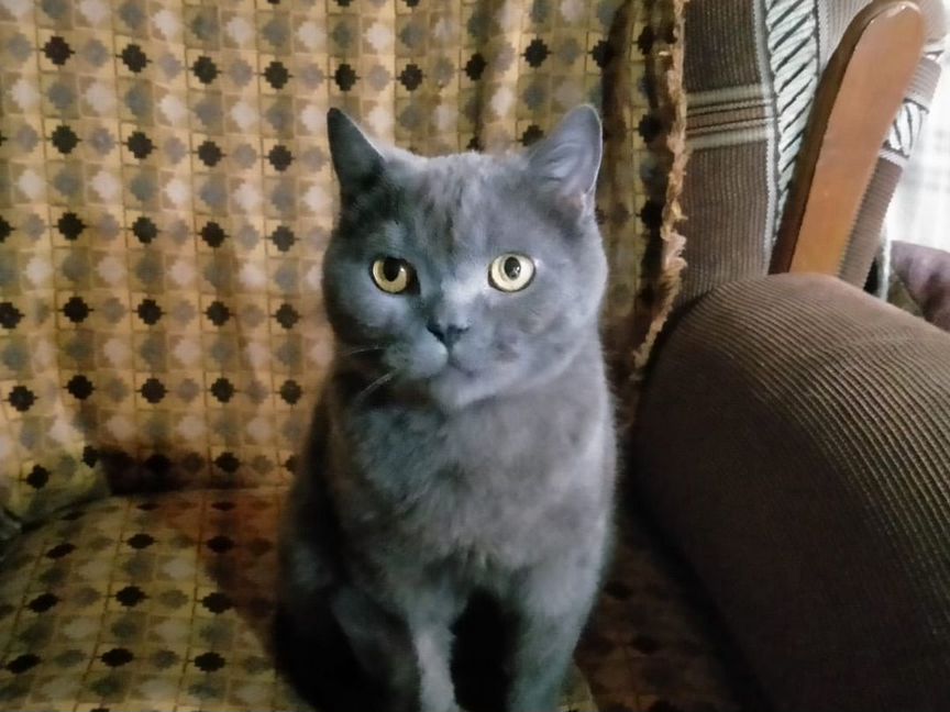 Британская