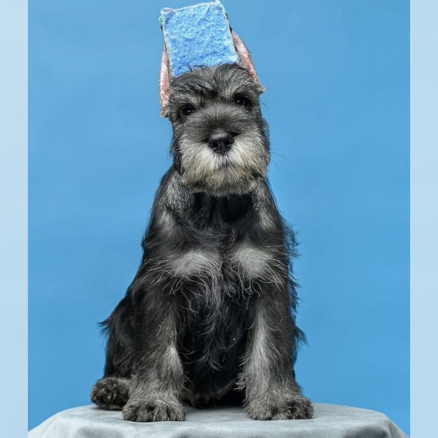 Миттельшнауцер, щенок