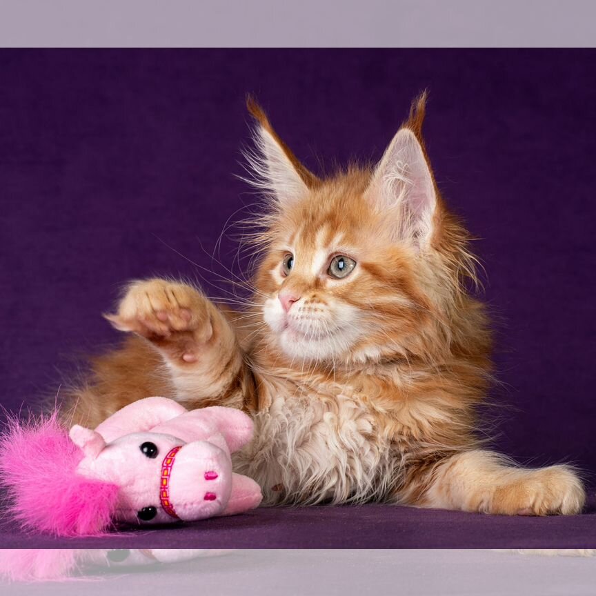 Мейн-кун котёнок