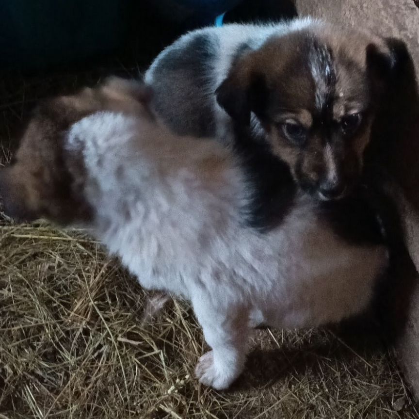 Щенок в добрые руки