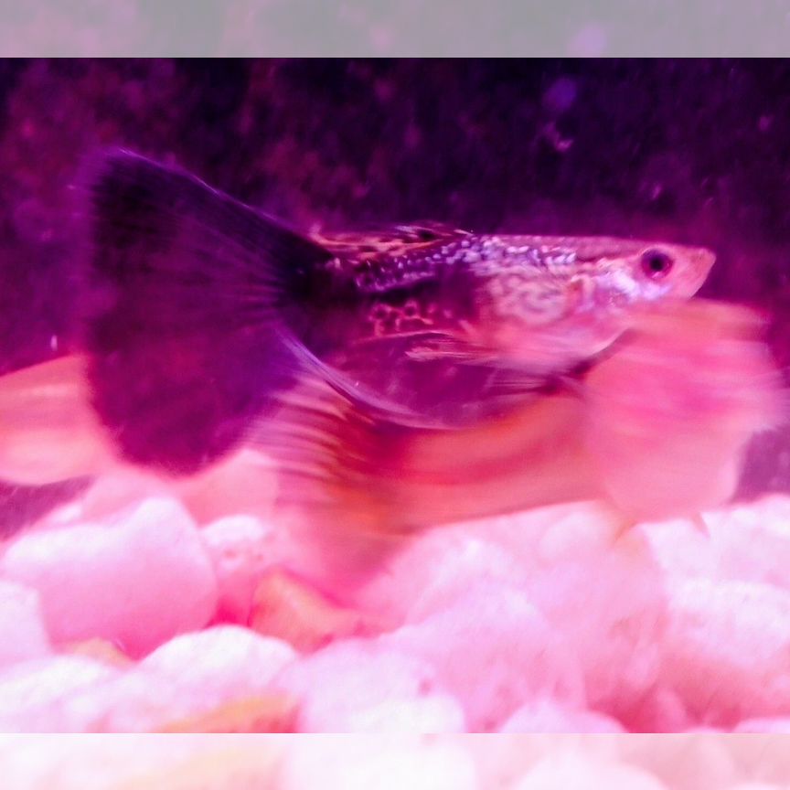 Аквариумные рыбки гуппи