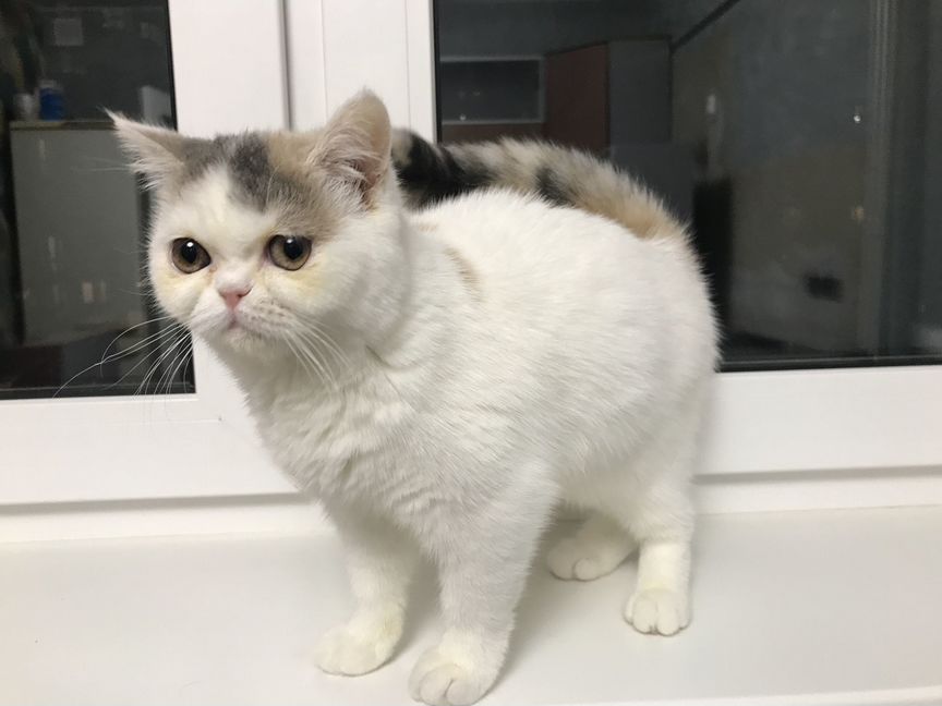 Котёнок-девочка Экзот. 4,5месяца
