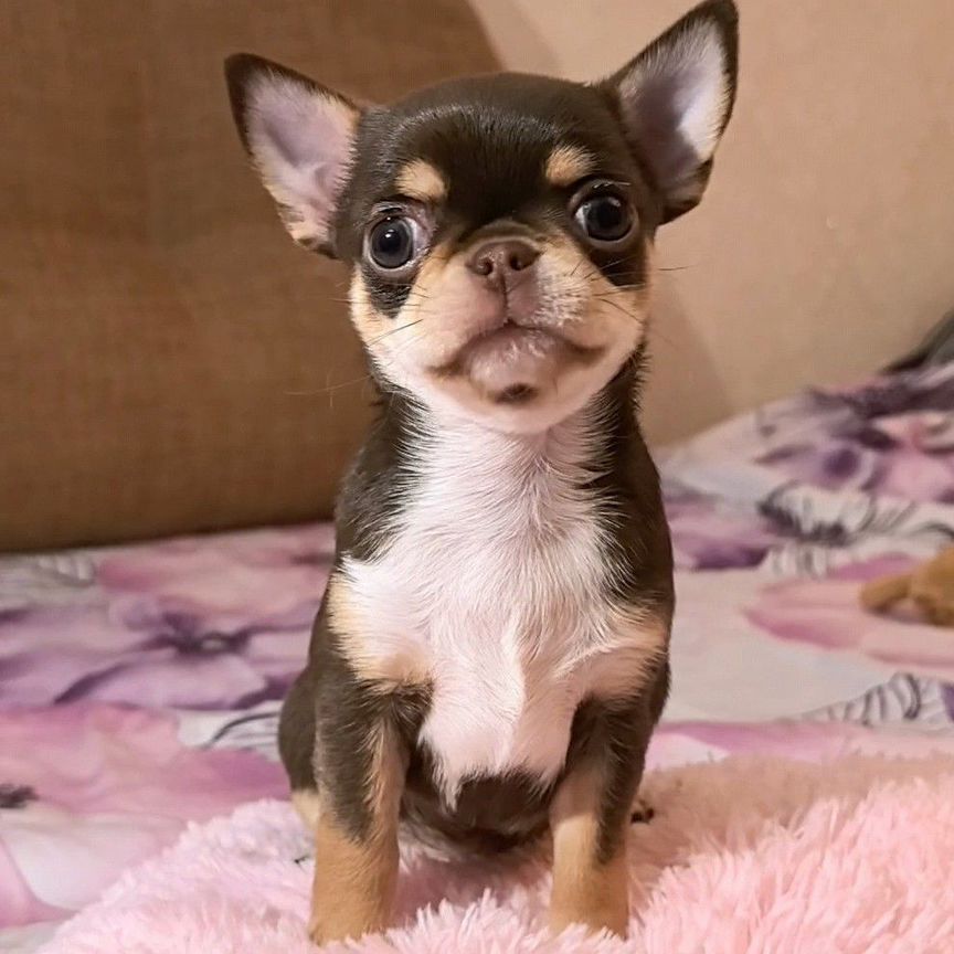 Чихуахуа, щенок