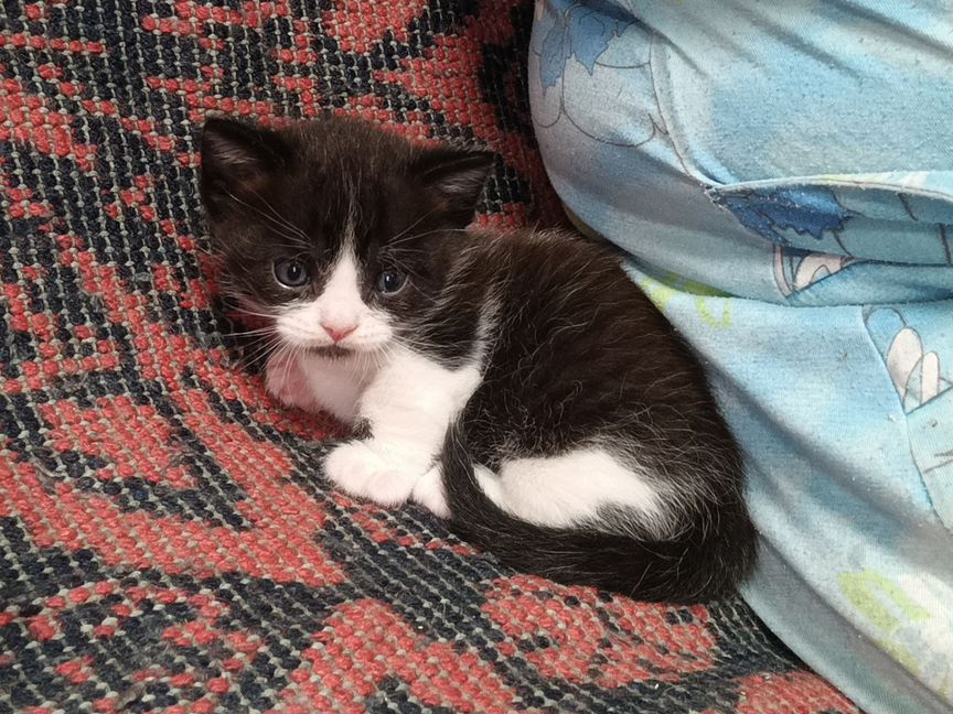 Котик