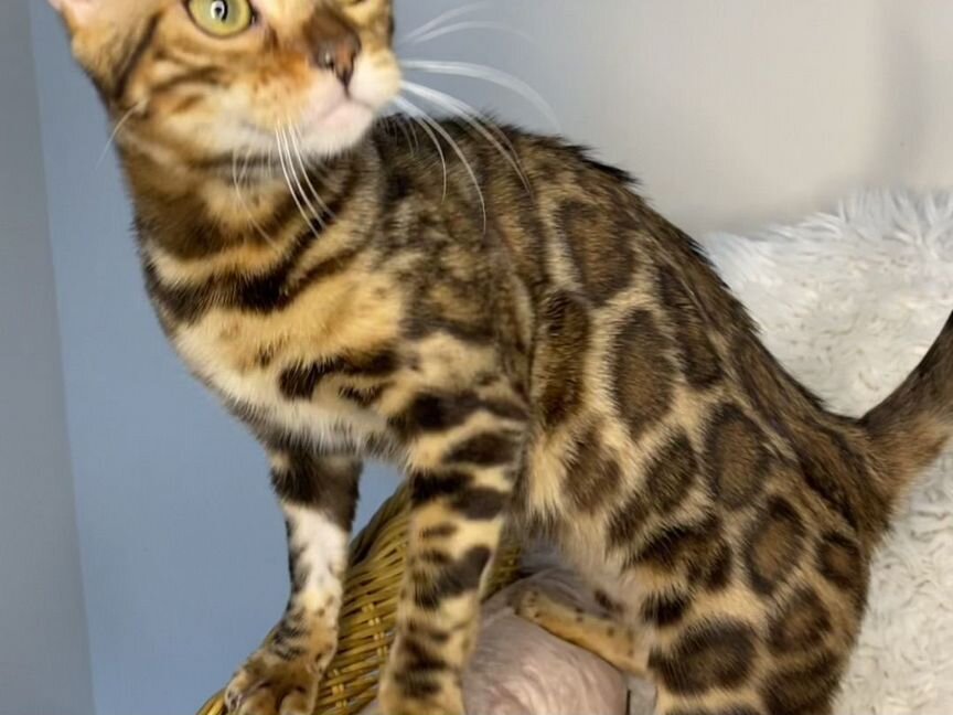 Бенгальская малышка из питомника