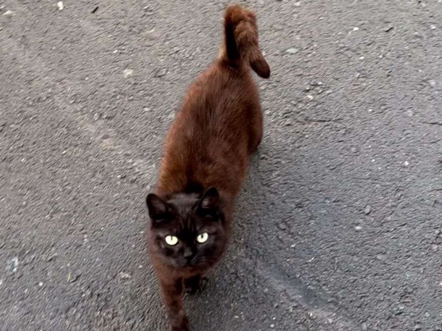 Кошечка бродит по улице