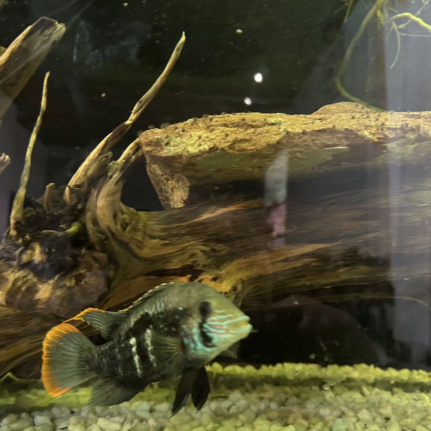 Мальки берюзоровой акары