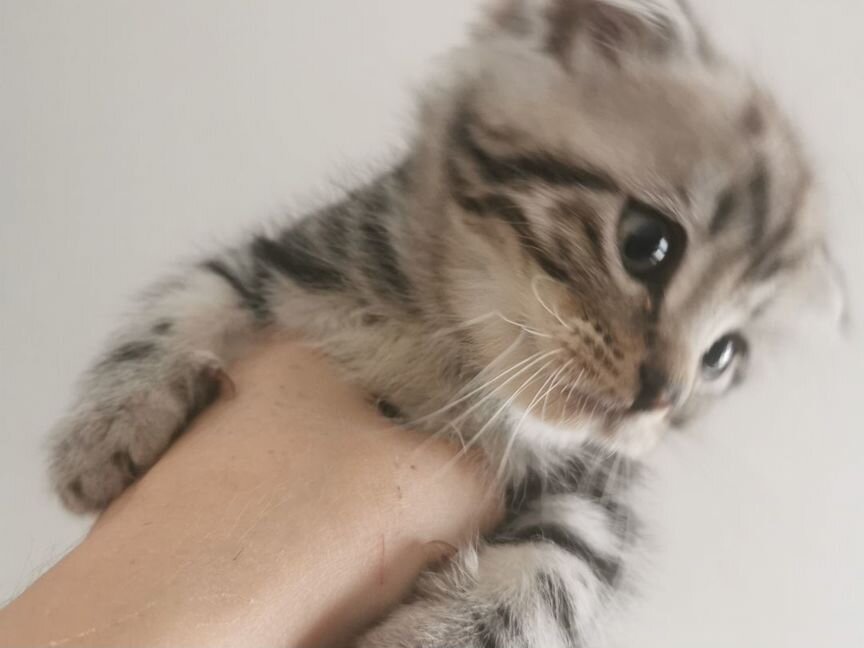 Котик шотландский вислоухий