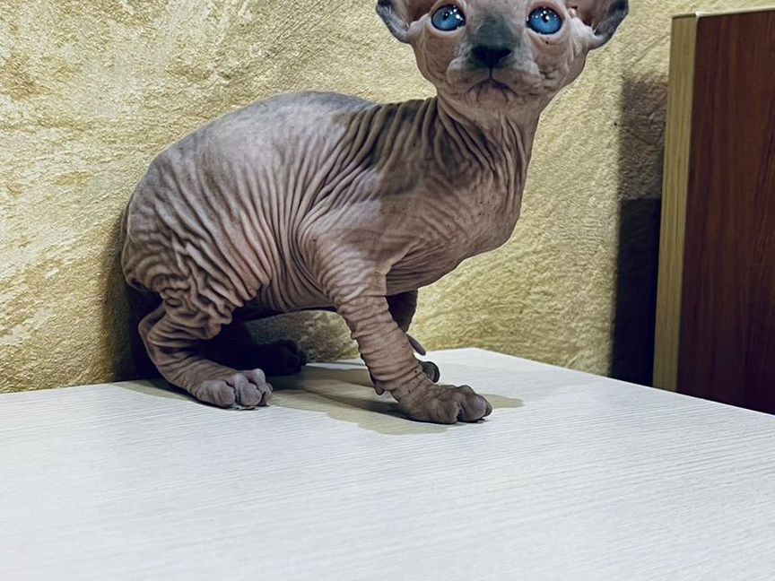 Сфинкс девочка