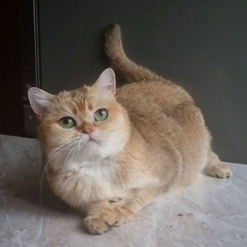 Девочка золотая шиншилла