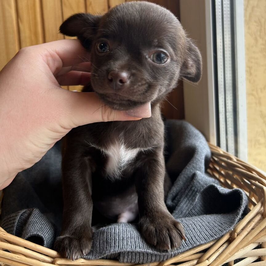 Чихуахуа, щенок