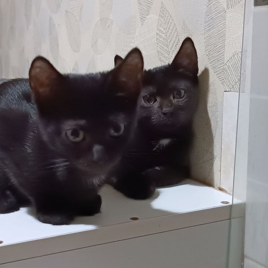 Черные братики