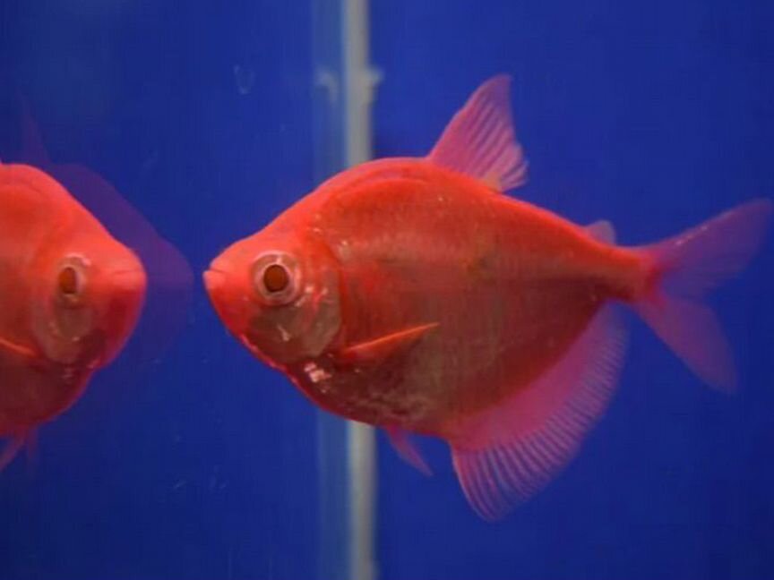 Тернеции красные и другие цвета