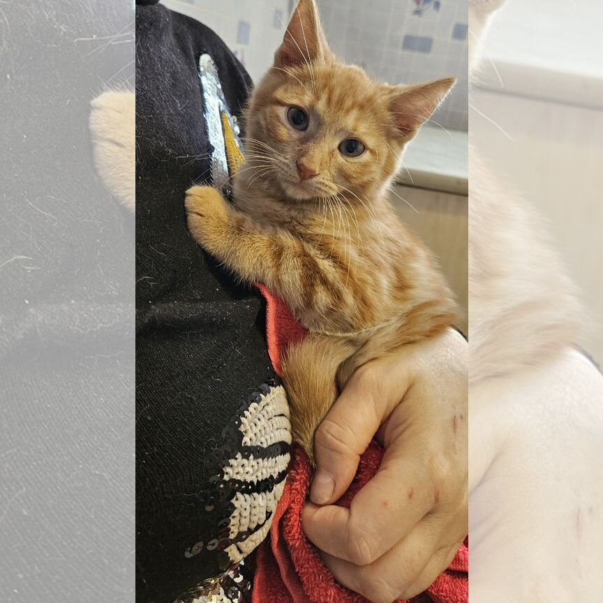 Котёнок в добрые руки