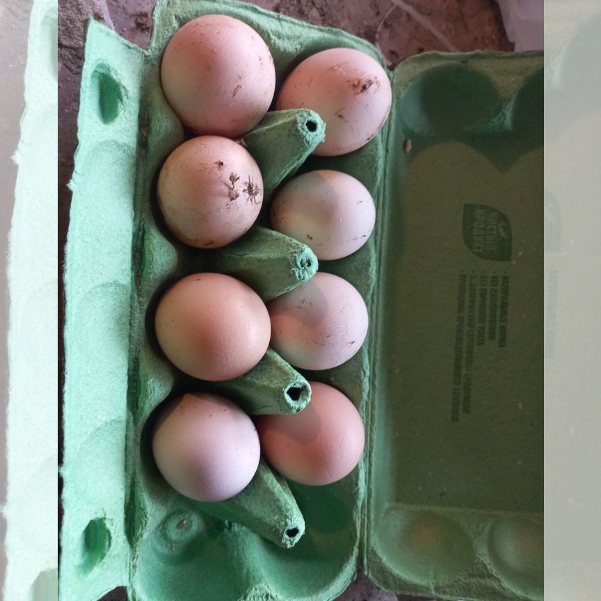 Инкубационное яйцо