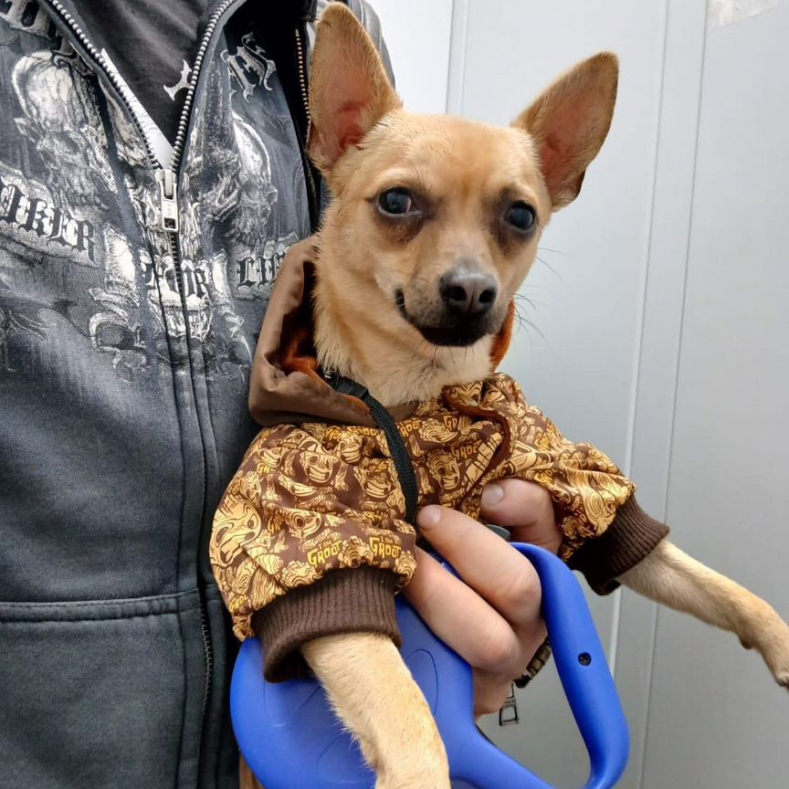 Отдам пса в добрые руки