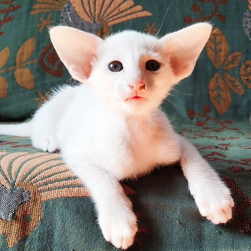 Белый кот