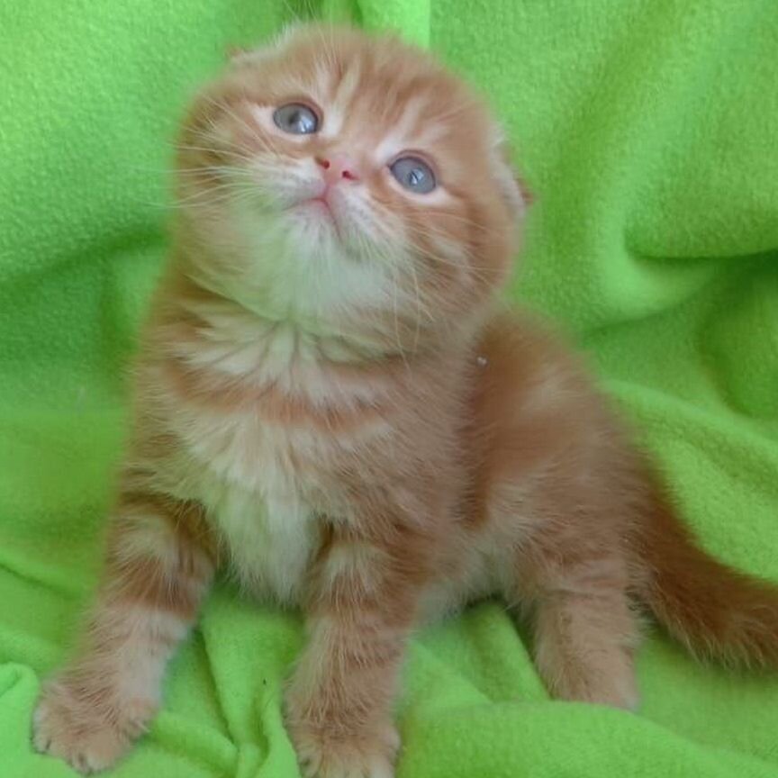 Шотландская вислоухая