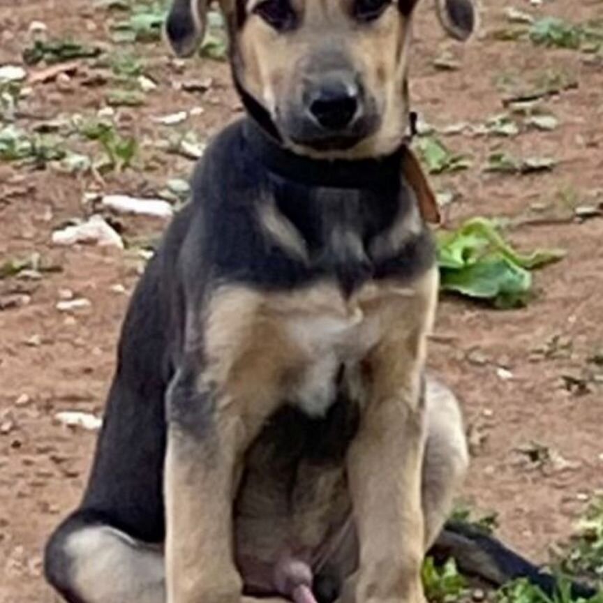 Щенок в добрые руки бесплатно