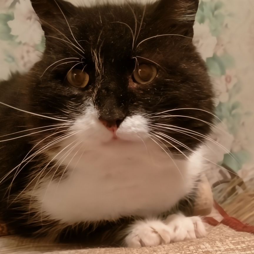 Взрослая кошка в добрые руки