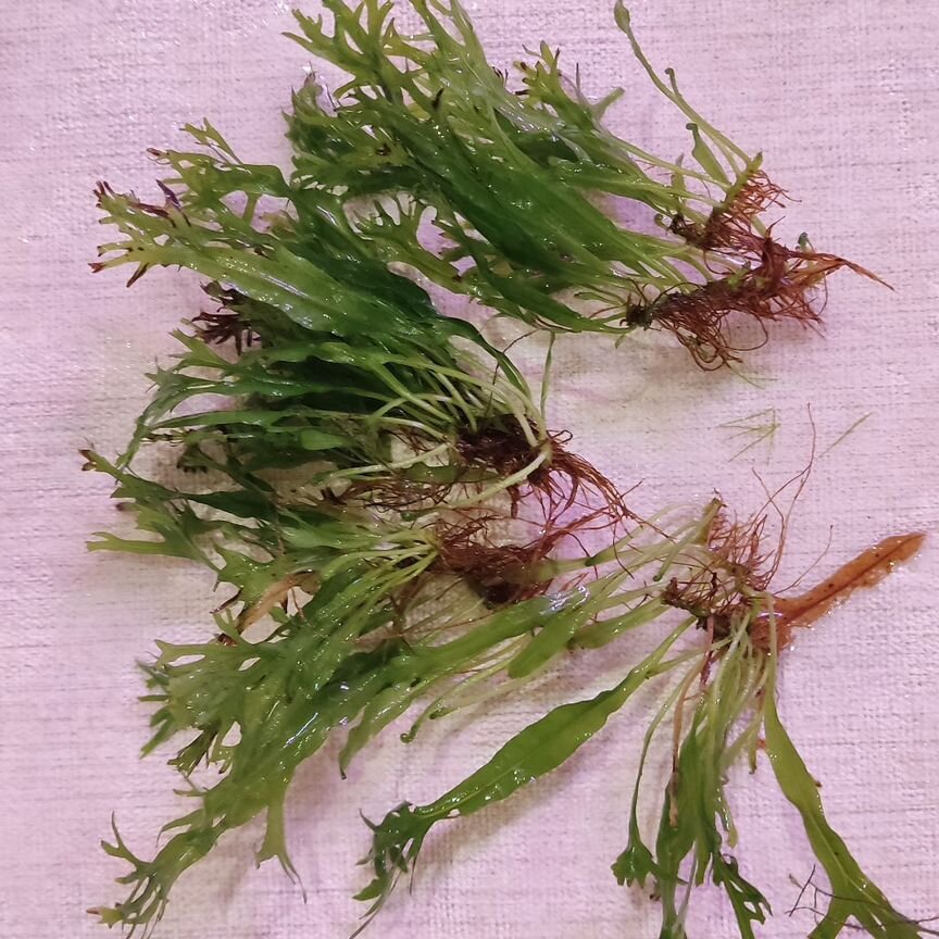 Аквариумные растения