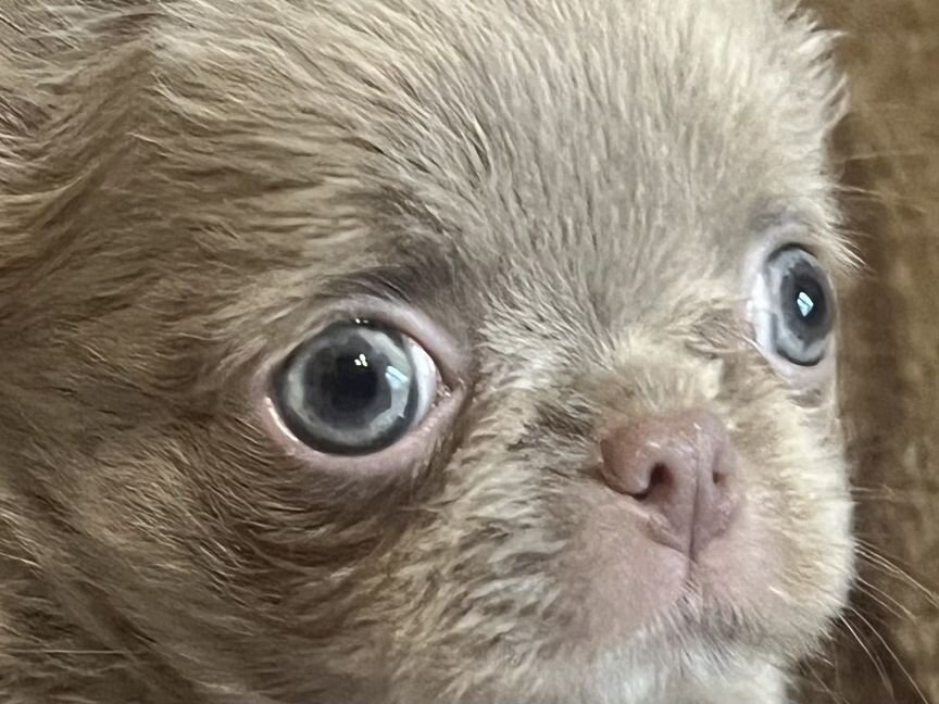 Чихуахуа лиловый малыш