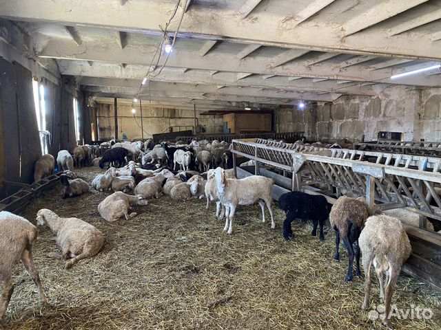 Овцы ярочки 1,5-2 года