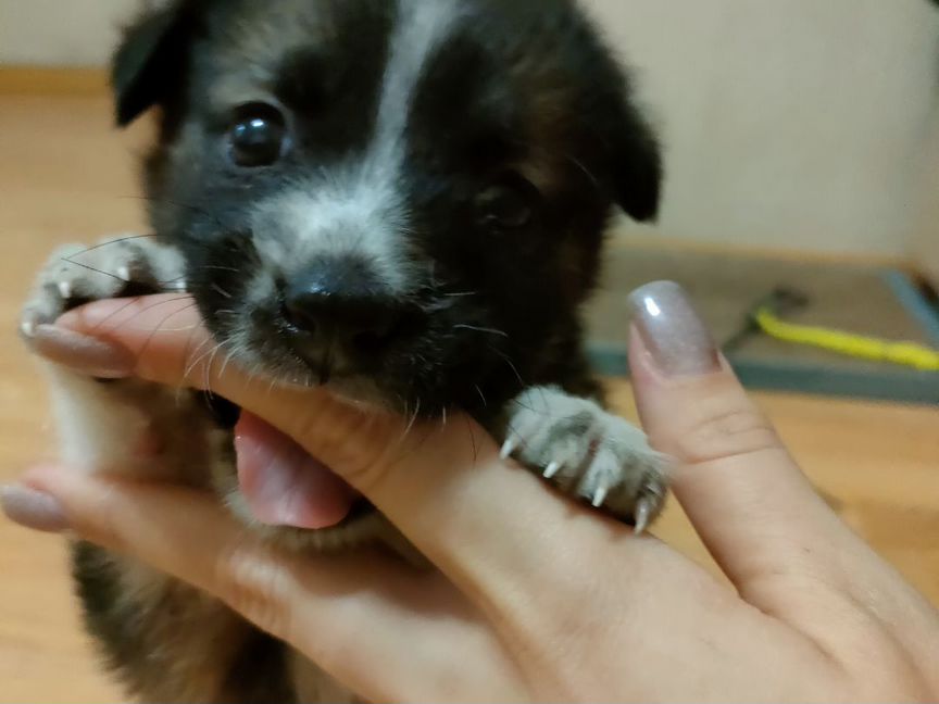 Щенок девочка в квартиру