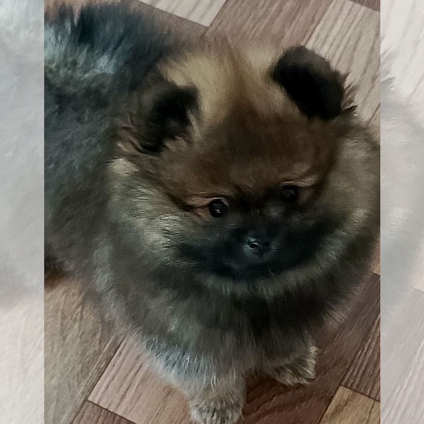 Померанский шпиц, щенок