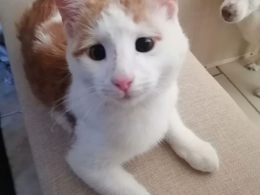 Котенок в добрые руки