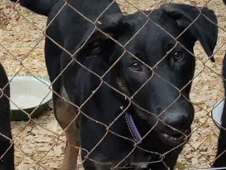 Отличный компаньон и охранник щенок Тор