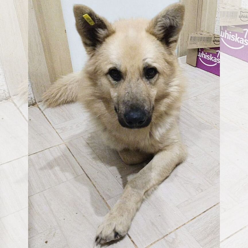 Собака кобель 2 года кастрирован