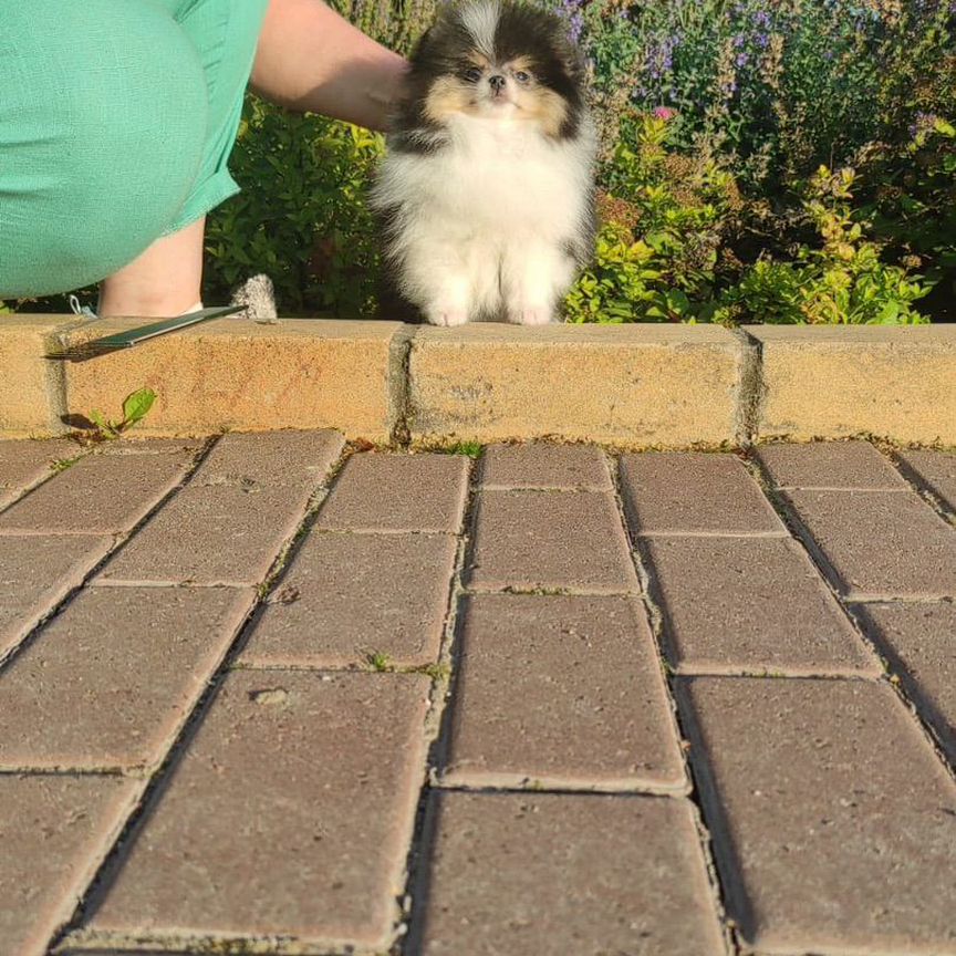 Цветной малыш с документами