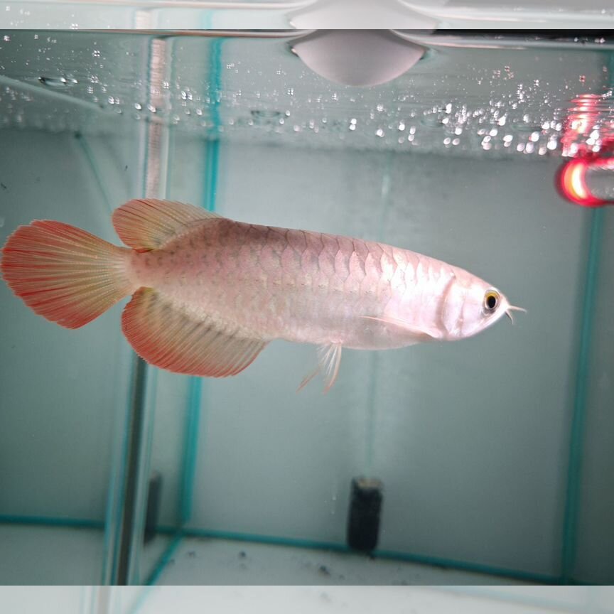 Арована азиатская красная