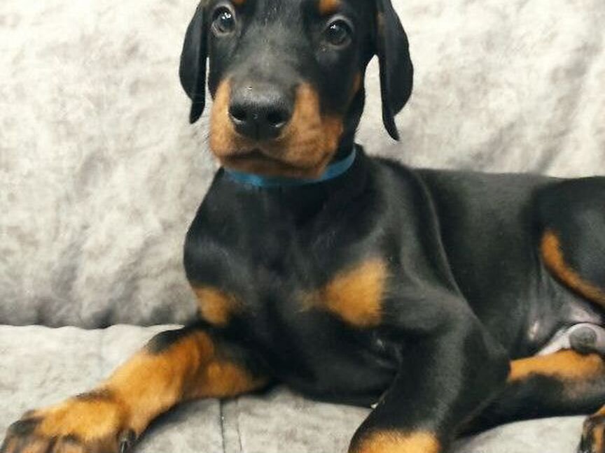 Щенок Добермана