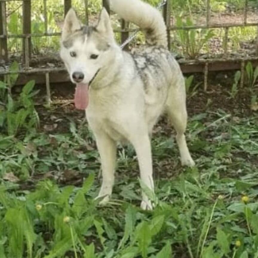 Сибирский хаски. Помочь