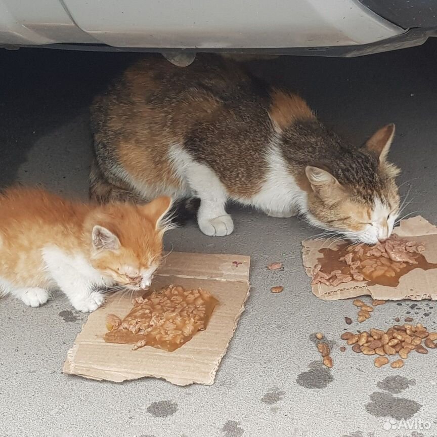 Котята в добрые руки
