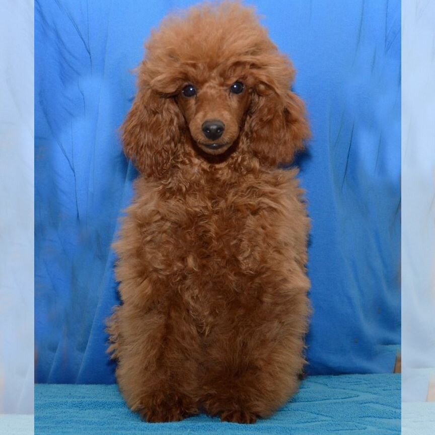 Карликовый пудель, щенок