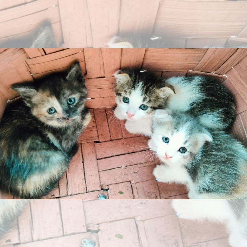 Котята ищут дом