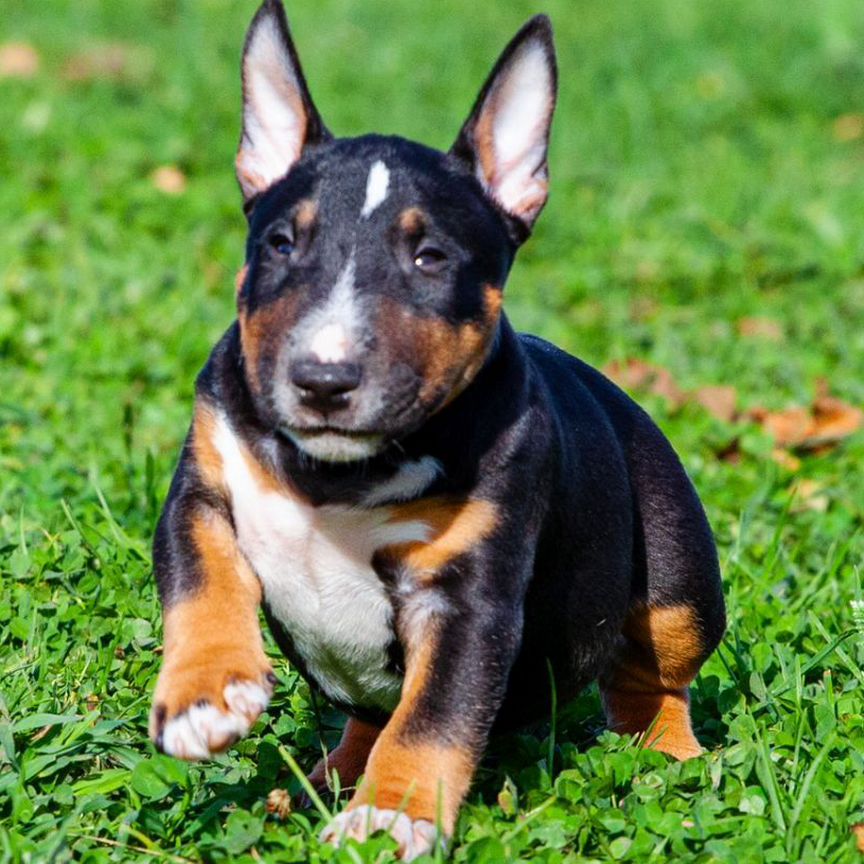 Миниатюрный бультерьер