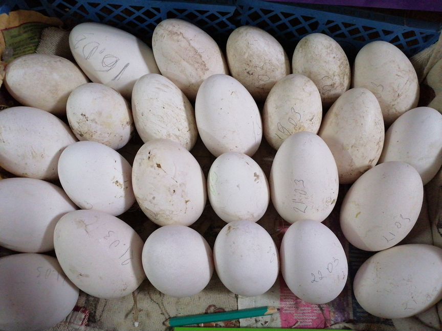 Яйца гусиные, порода линда, домашние