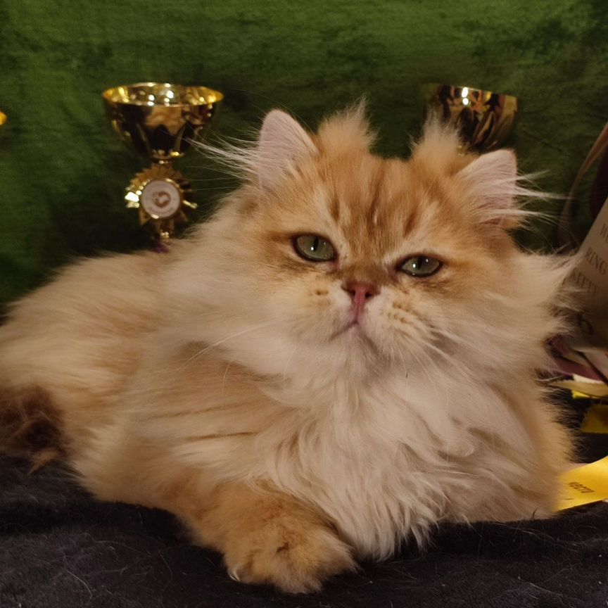 Британский длинношёрстный котёнок