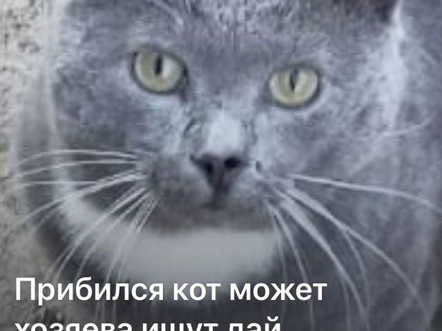 Британец
